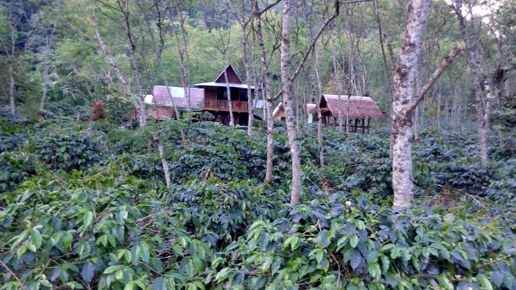 Saatnya Cafe di Kebun Kopi – Pikiran Merdeka